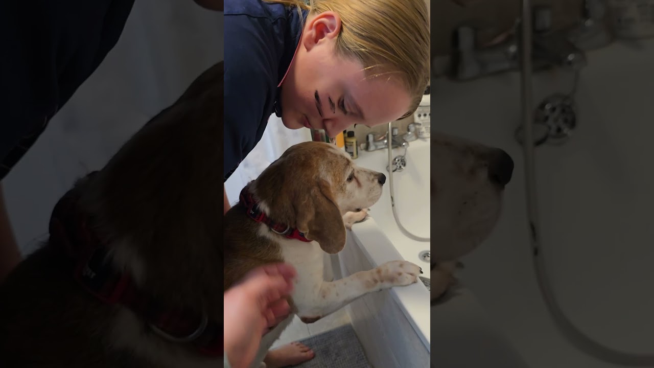 Moments only devoted beagle owners truly understand