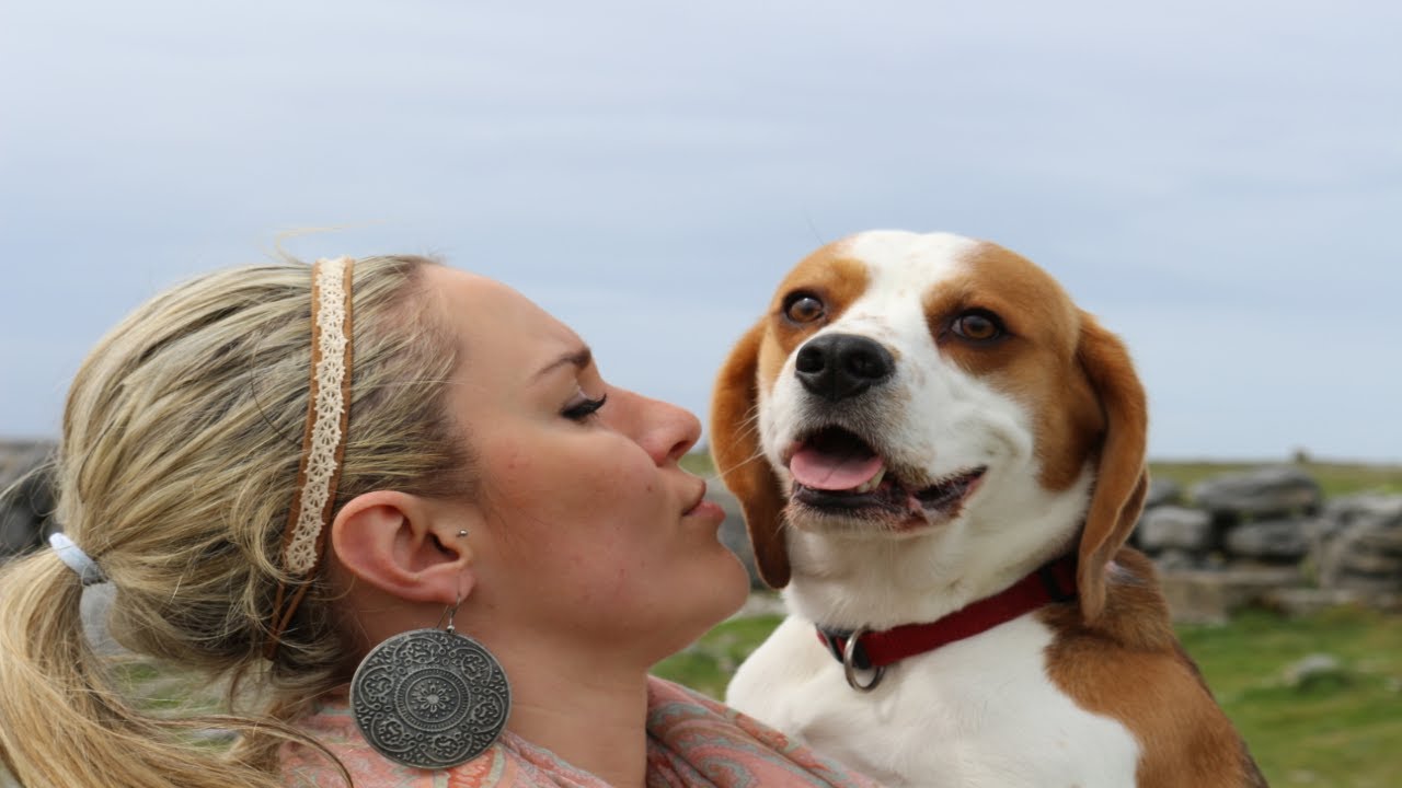 Life with beagle puppy is full of silly moments