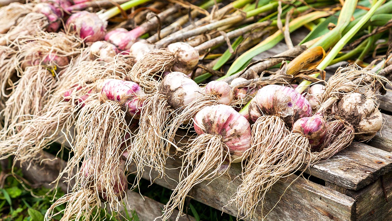 9 Easy To Grow Superfoods For Beginners