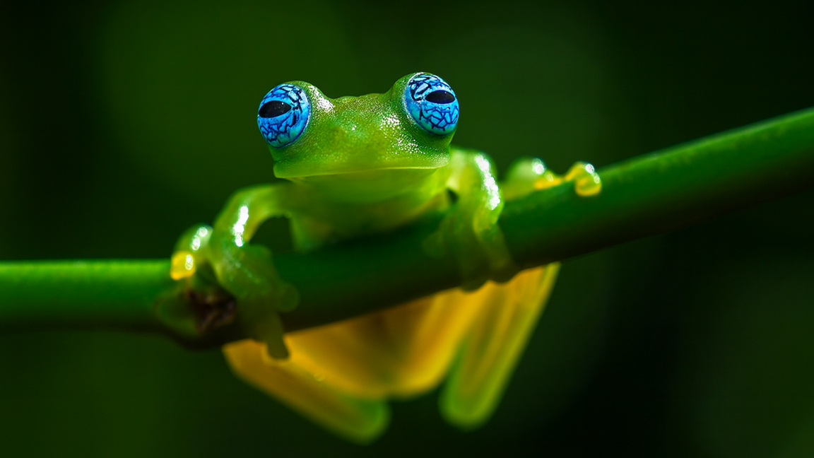 Wildlife in Focus – Life in the Wild in 4K