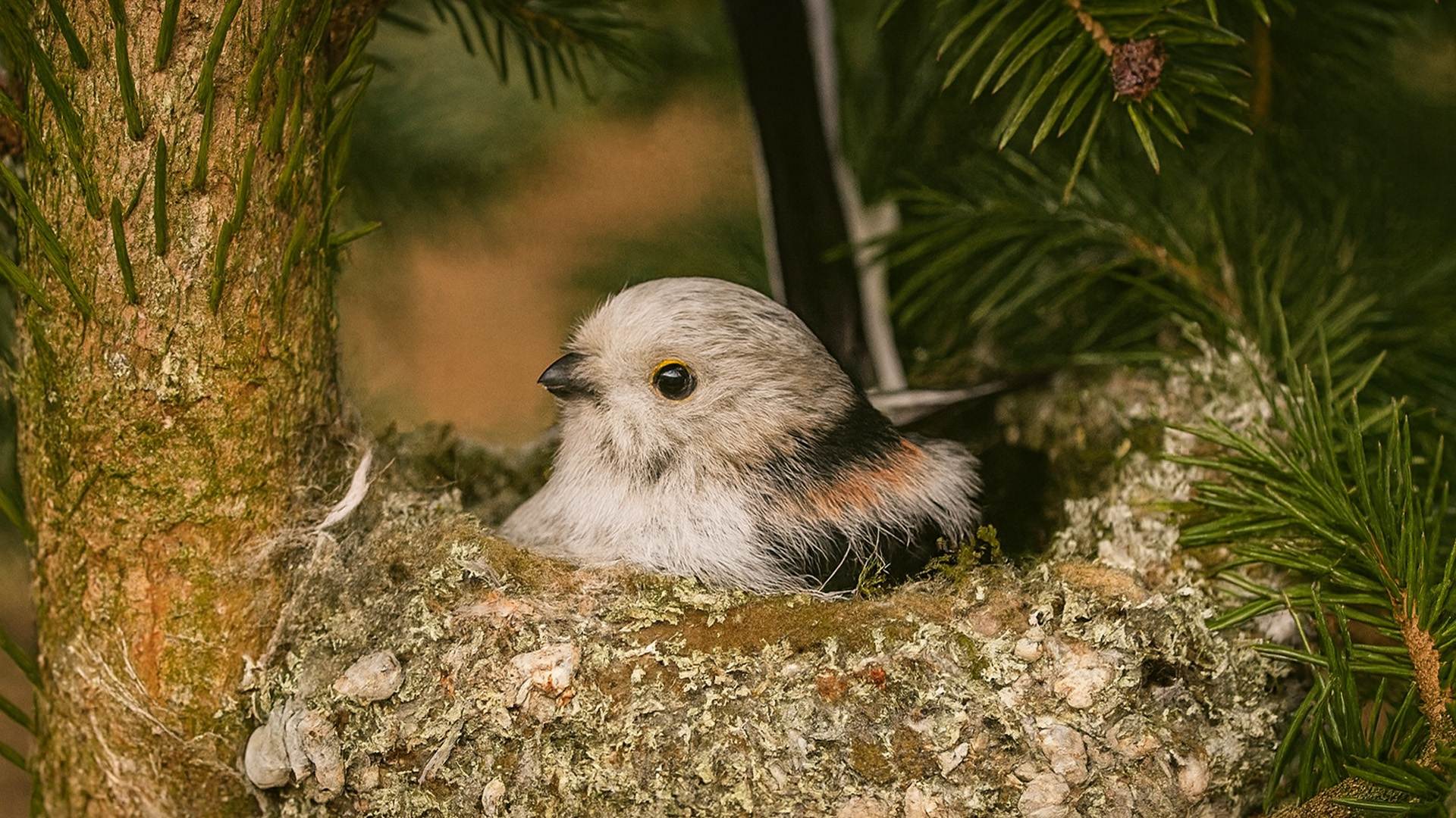 Nesting Birds In The Wild Long Tailed Tit Aegithalos Caudatus