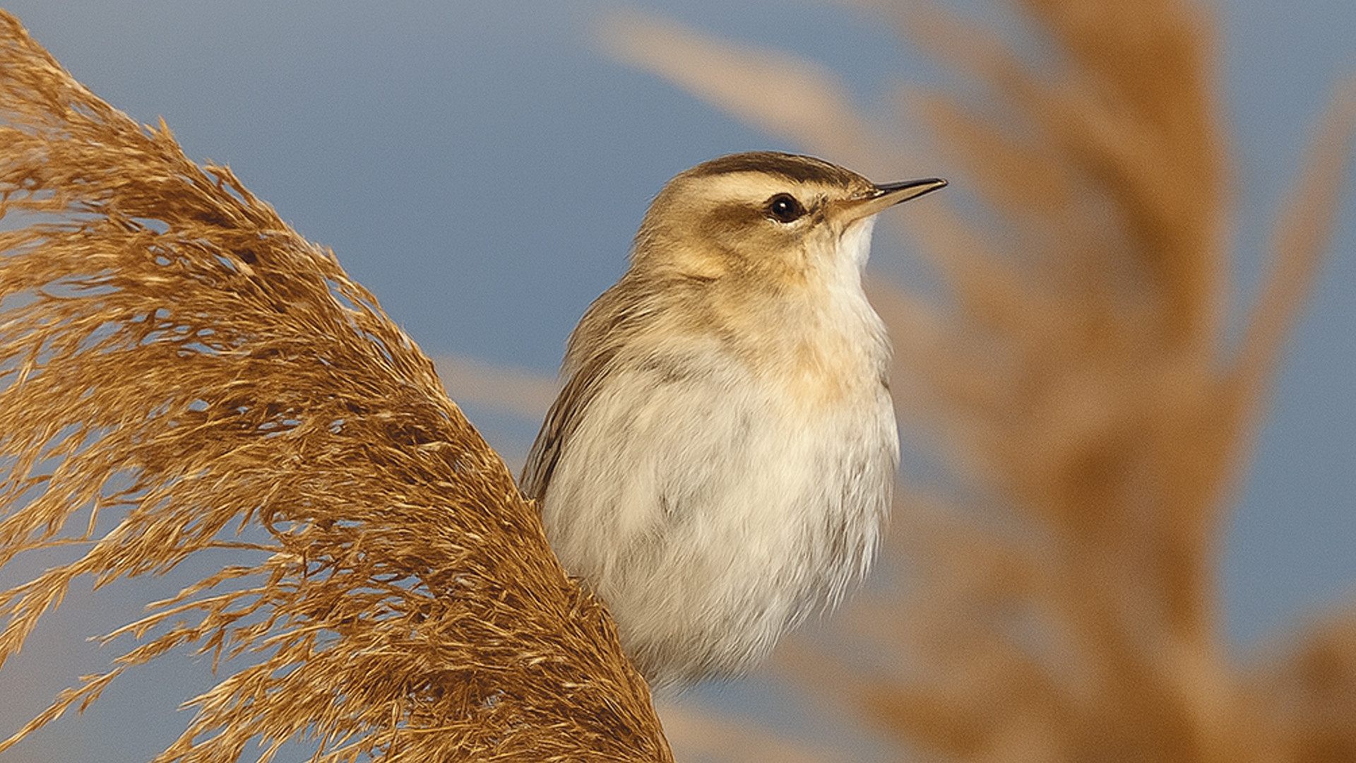 Chant du phragmite des joncs dans la nature (Acrocephalus schoenobaenus)
