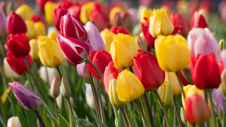 Mistakes Everyone Makes When Growing Tulips In The Garden