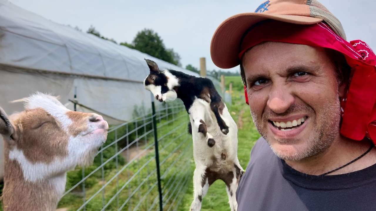 How I built a secure pen to keep my goats contained