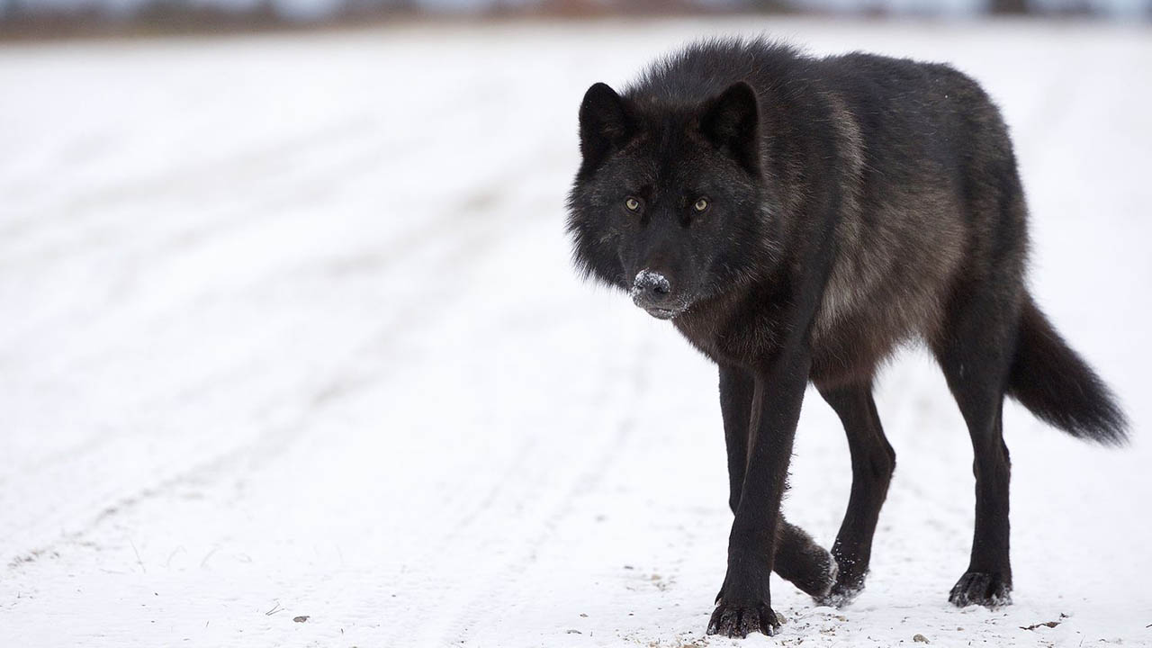 Rare Black Wolf Caught Roaming Alone in Minnesota Forest