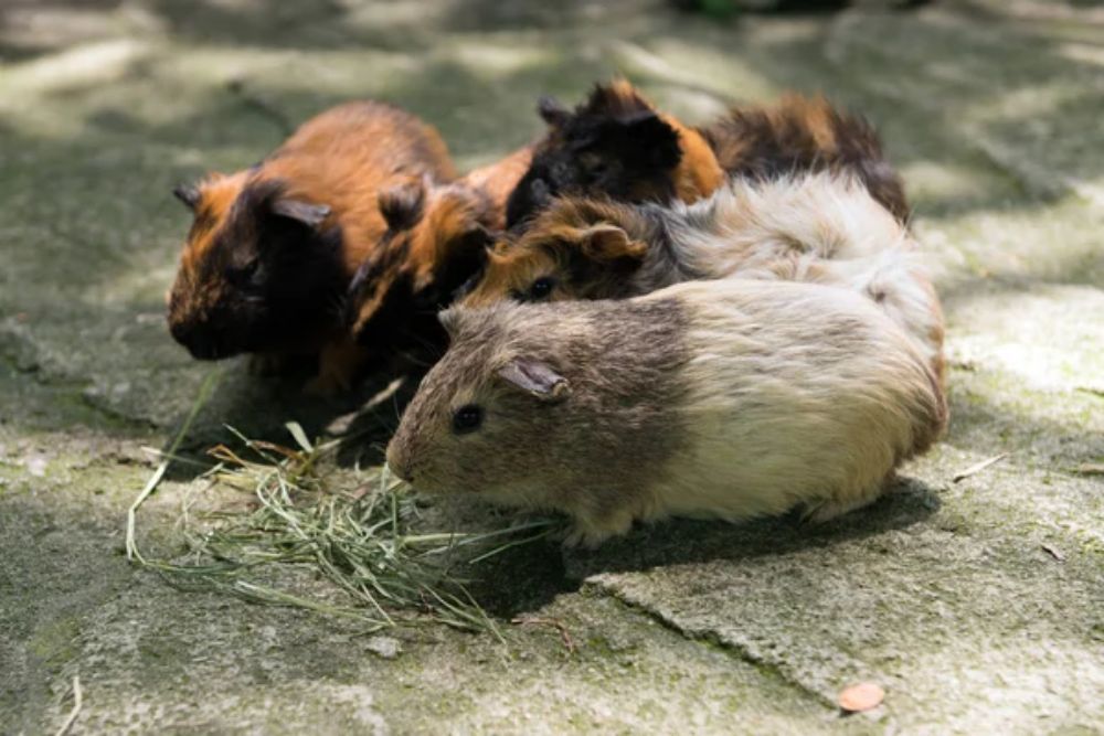 17 Tiny Pets Perfect for Small Living Spaces