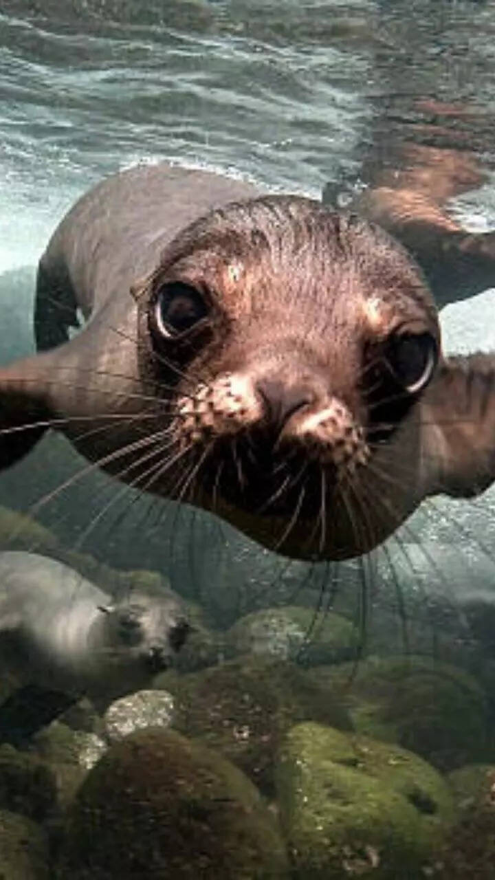 Sleeping, yet awake! 9 animals who do it best