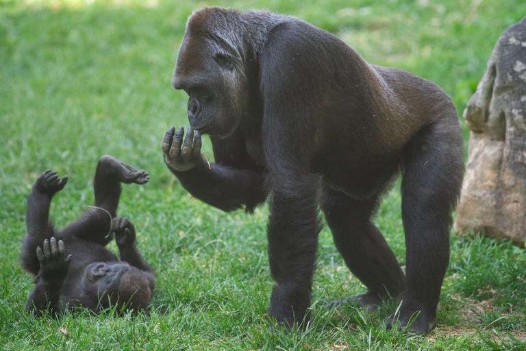 We went people-watching at the zoo with primatologists. Here’s what ...