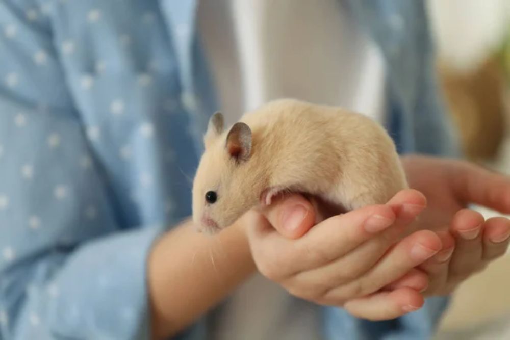 17 Tiny Pets Perfect for Small Living Spaces