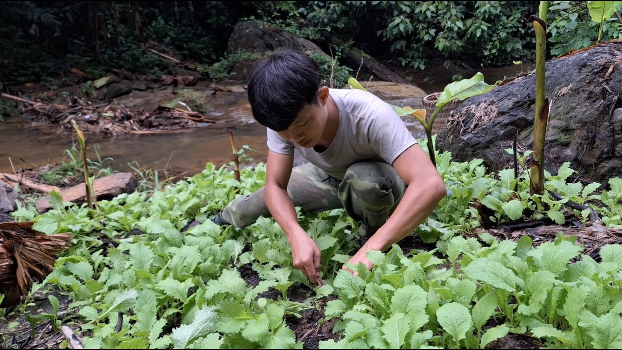 Living in the forest: Growing food and raising puppies