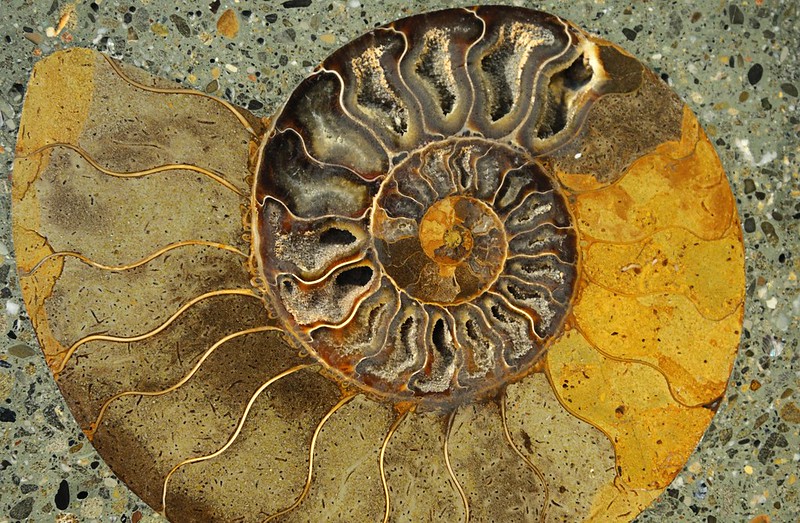 14 animals that are basically living fossils
