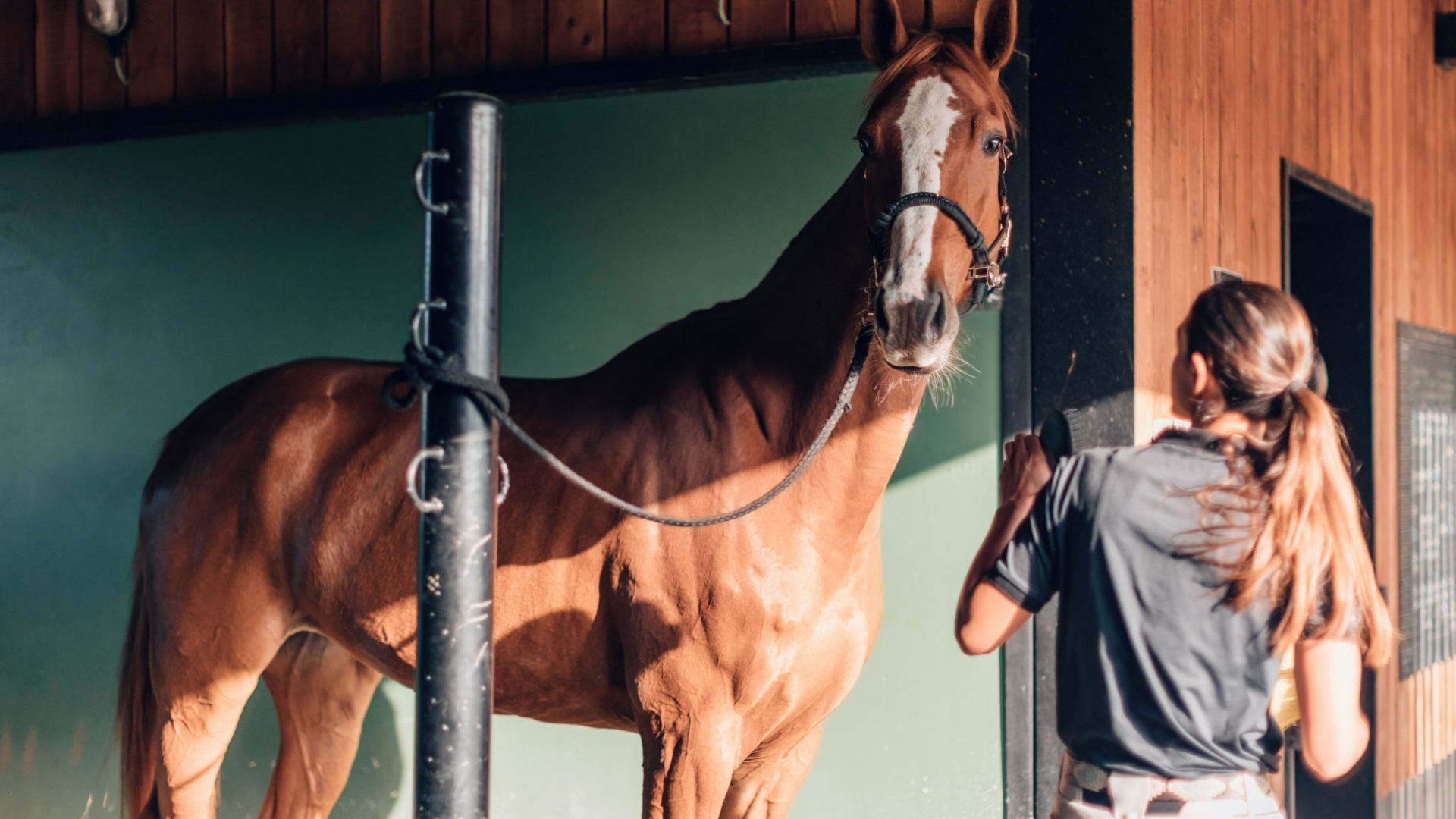 9 Things Humans Do That Horses Find Annoying