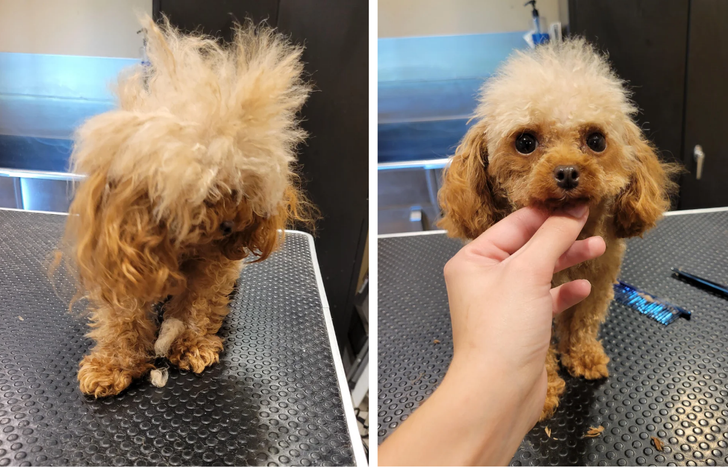 16 Chiens qui ont bénéficié d’un toilettage exceptionnel
