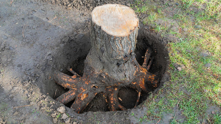 Read This Before You Remove A Tree Stump From Your Yard