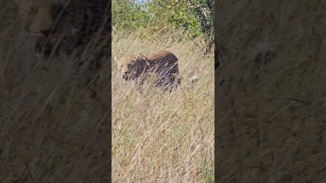 Leopard’s Clever Tactics to Find Shade Revealed