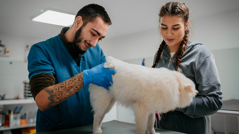 The Scary Truth About Fleas That Every Dog Owner Should Know Before ...