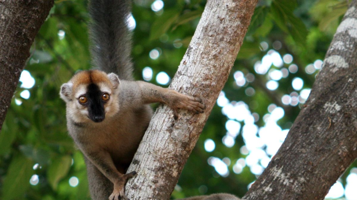Las mentiras de la película animada 'Madagascar': la isla alberga más ...