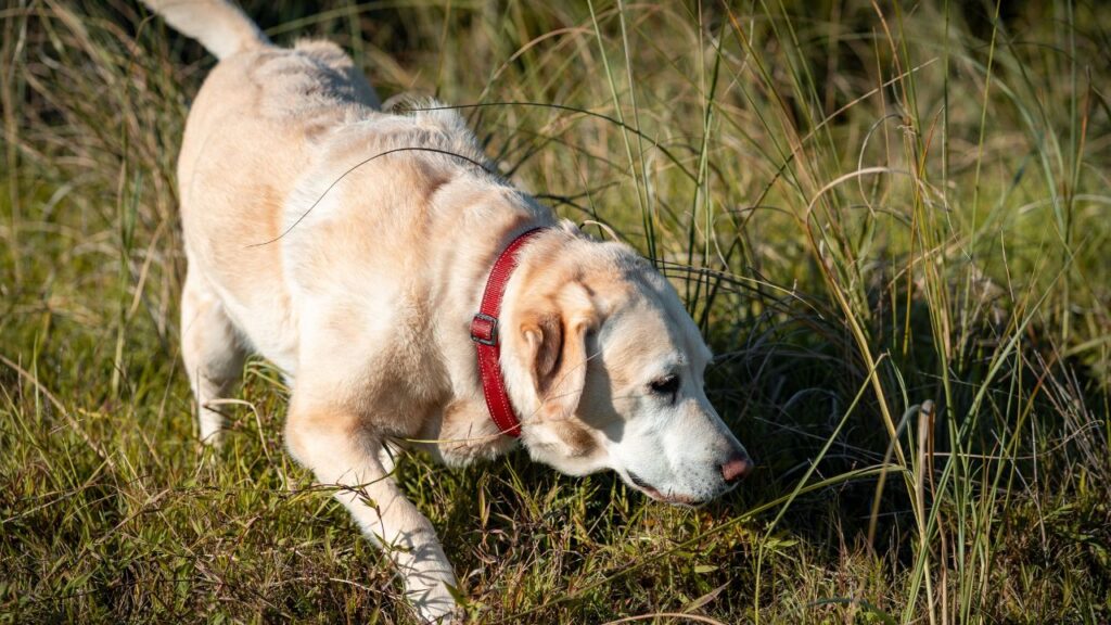 Hunting dogs best suited for beginners learning the ropes