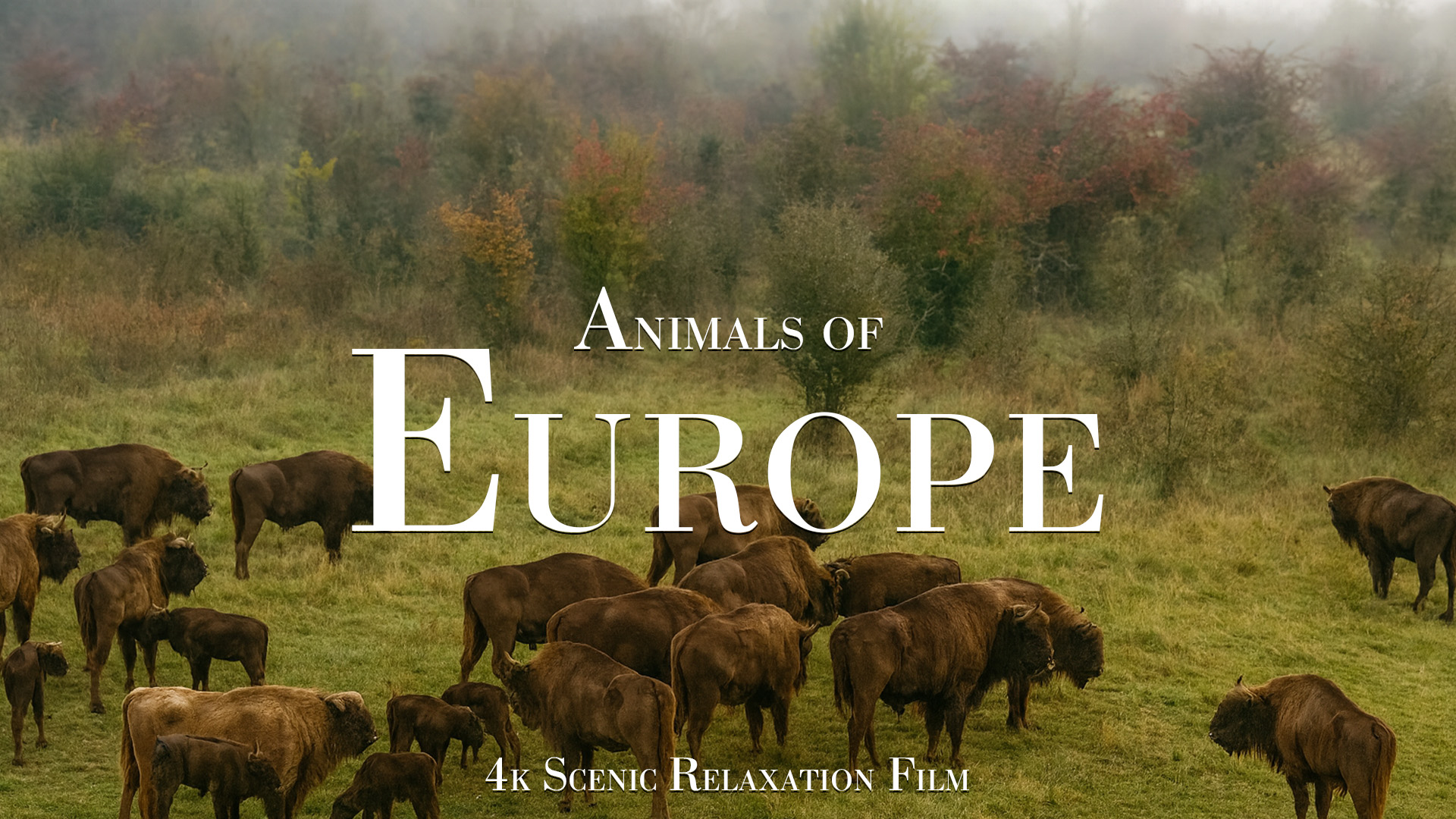 A Journey Through Europe’s Open Lands – Deer and Bison in 4K