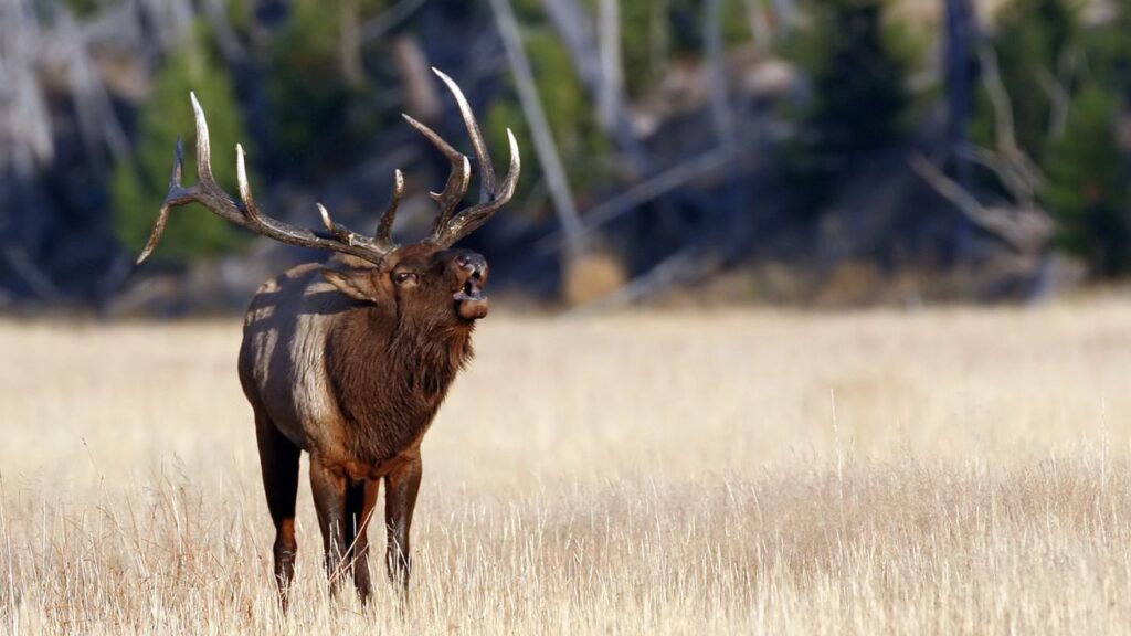 Common calling errors that push elk out of range