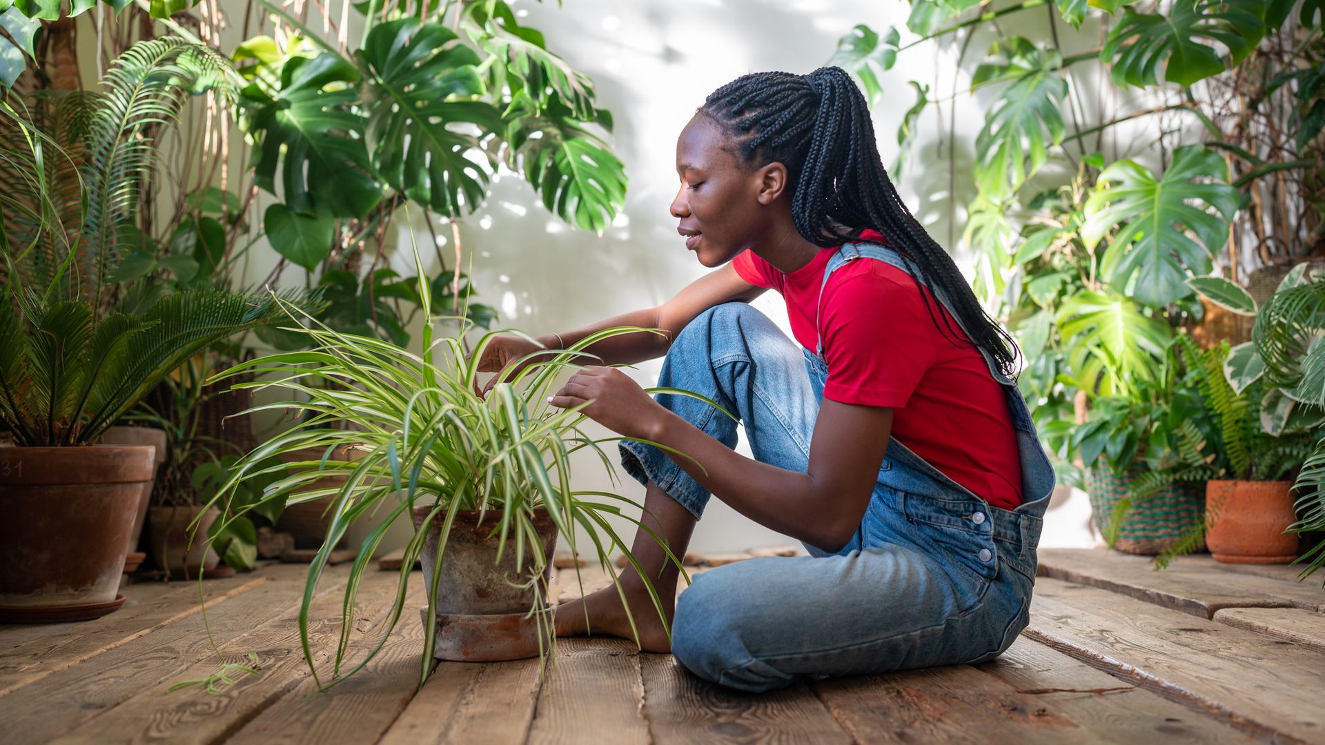 Spider plant beginner's guide: the easiest houseplant that cleans air ...