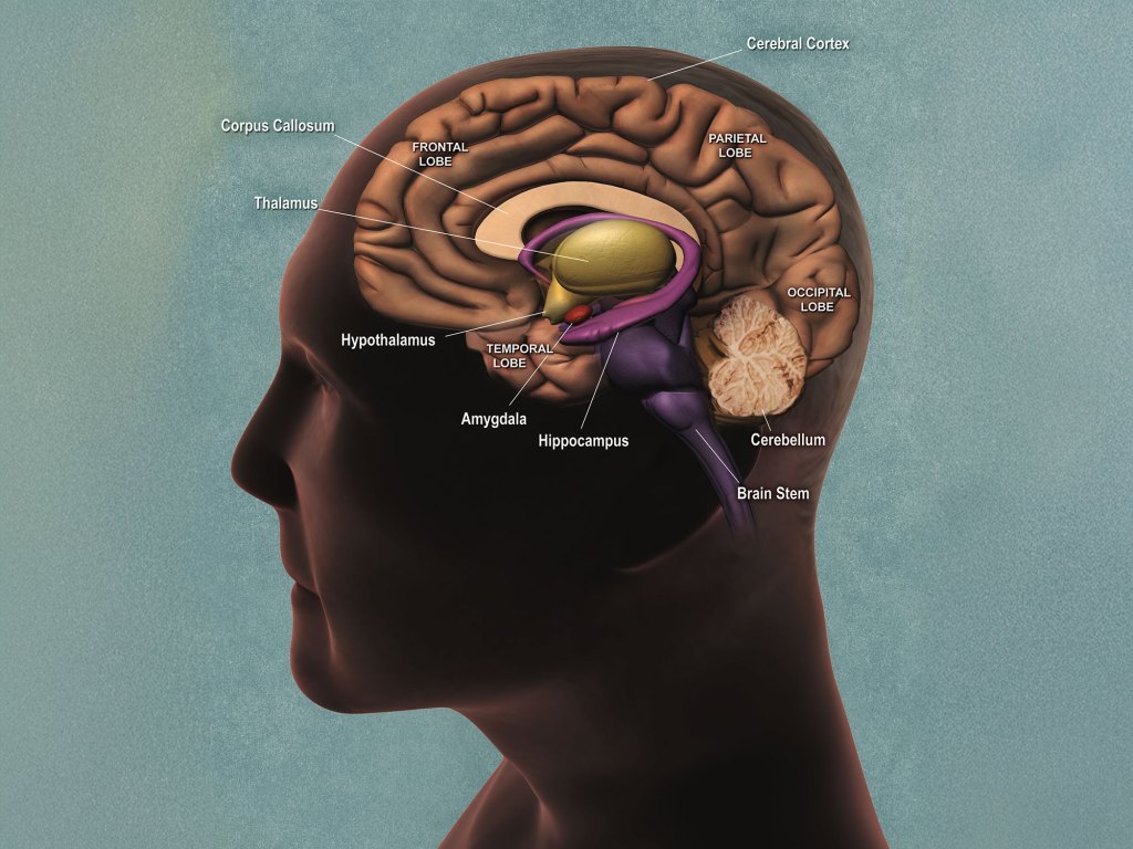 Everyday tech may keep older minds sharp as research ties device use to cognition