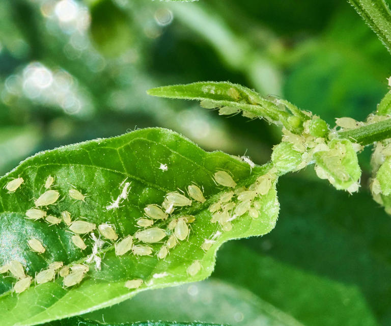 Are aphids attacking your plants? Try this tomato foliage spray – an ...
