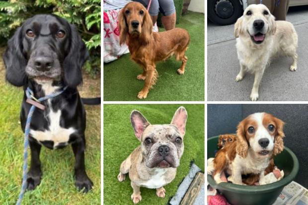 Five dogs looking for their forever home from Many Tears Rescue