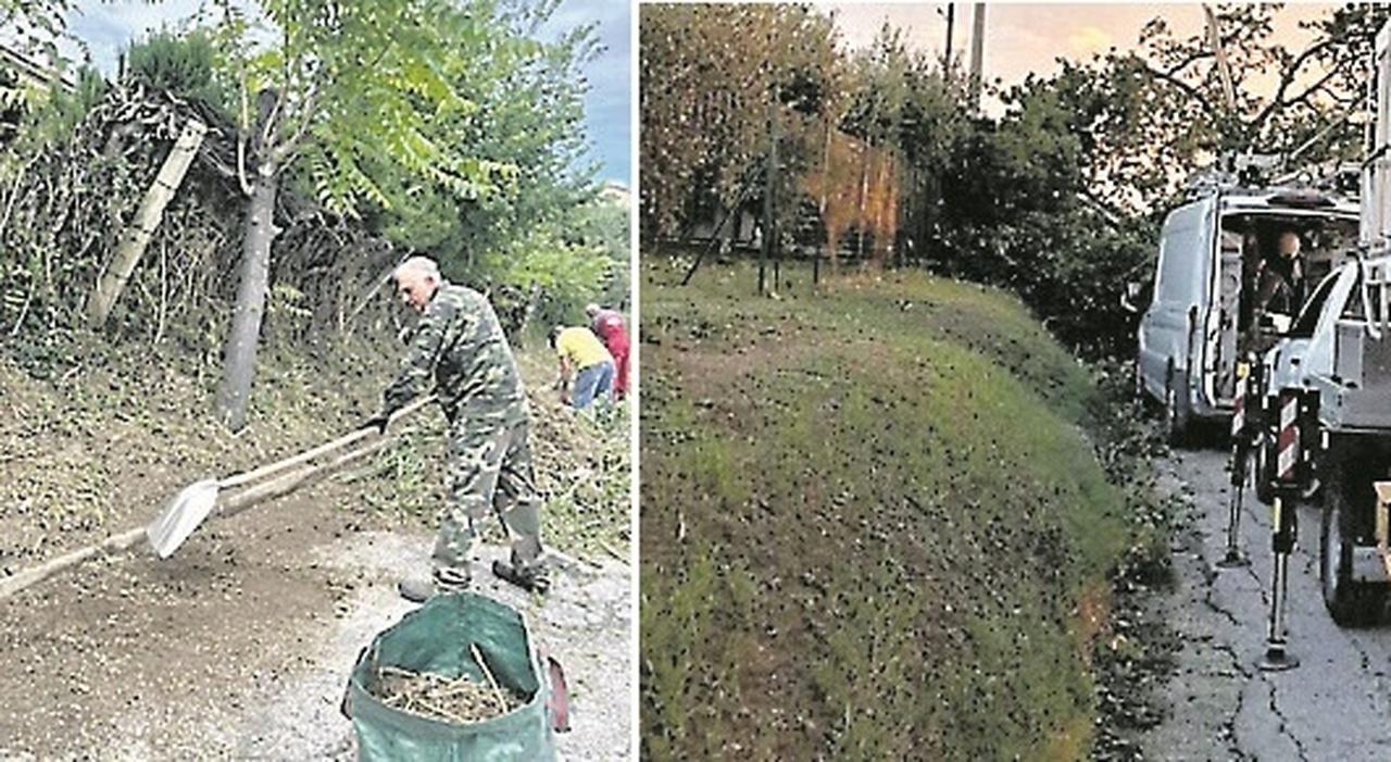 Ostra Vetere, strada bloccata dall’albero caduto: arriva il sindaco con ...
