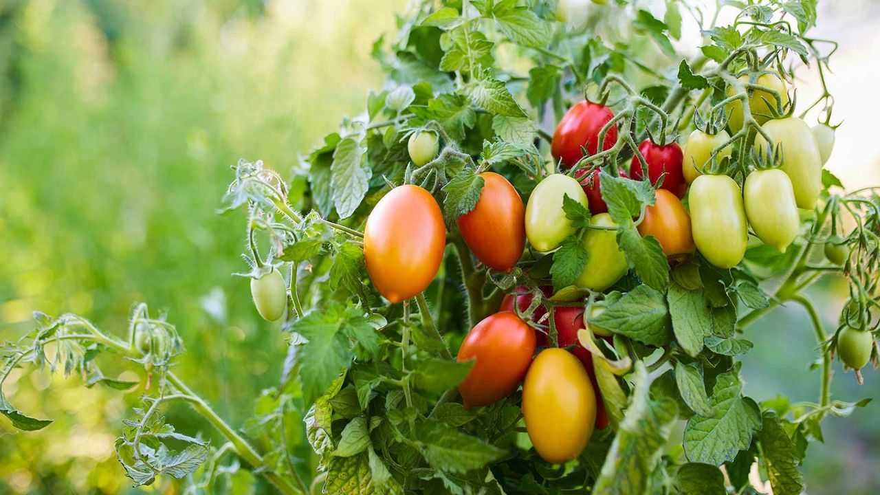 Are aphids attacking your plants? Try this tomato foliage spray – an ...