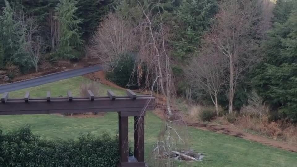 Elk and Dog Chase Each Other in Yard