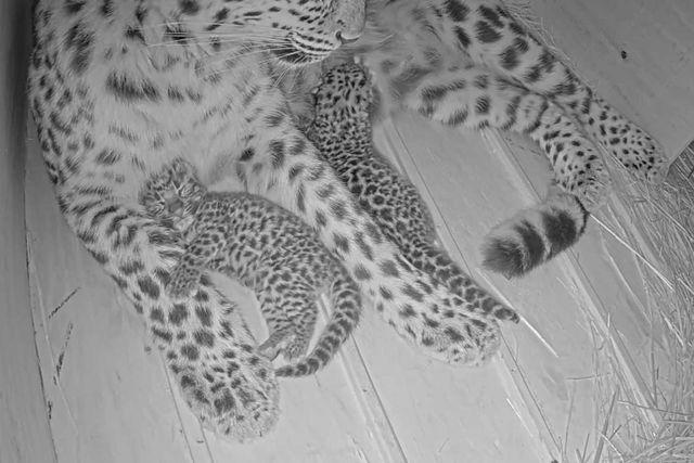 2 Rare Leopard Cubs Born at St. Louis Zoo — Here's When They'll Make ...