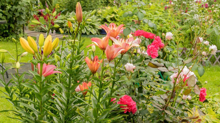 Why You Should Grow Lilies And Roses Together In Your Garden