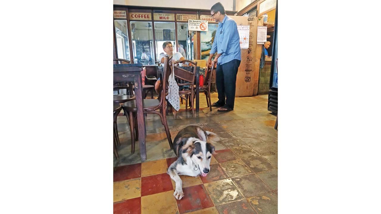 Stray thoughts in Compassionate City