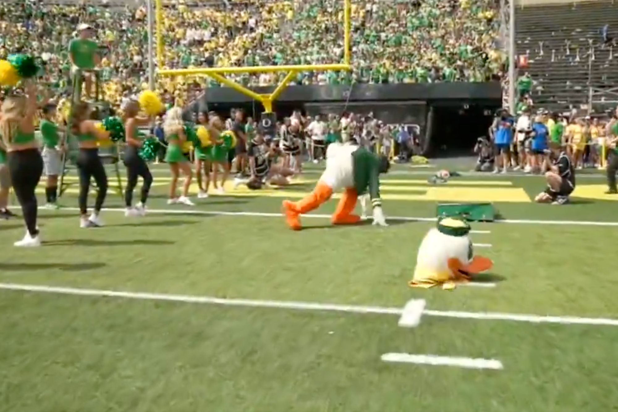 Oregon Duck hilariously loses head while running on field in wild ...