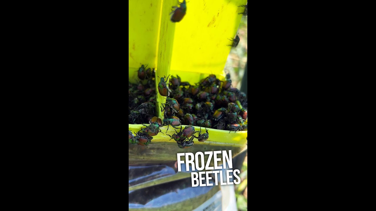 Watch my chickens eat frozen beetles!