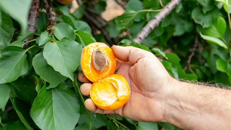 What To Know Before Trying To Grow A Tree Using Peach Pits