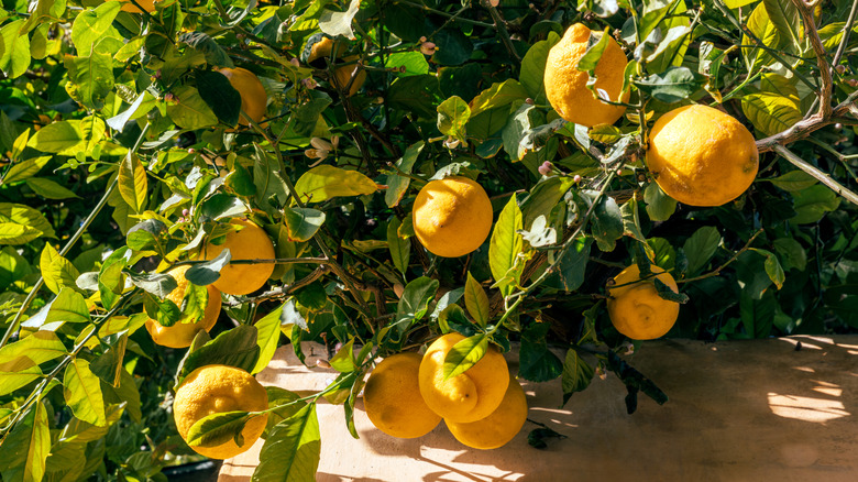 What Is A 'True Lemon' And How Is It Different From A 'Rough Lemon'?