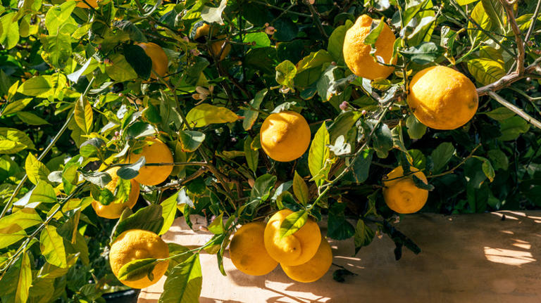 What Is A 'True Lemon' And How Is It Different From A 'Rough Lemon'?