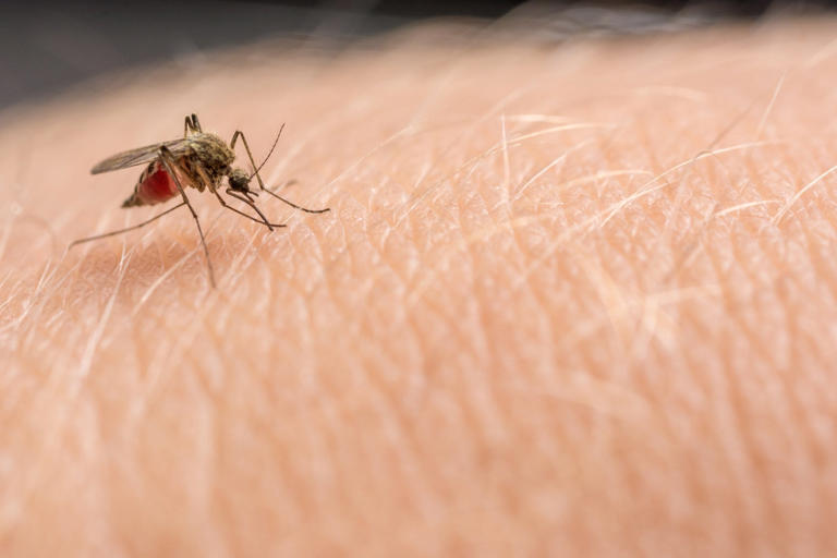 Google wants to release millions of mosquitoes in Florida to stop disease