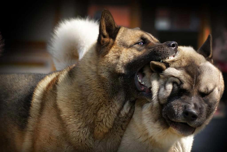 How Do Dogs Communicate With Each Other?