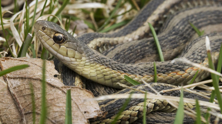 If You Have A Snake Problem In Your Yard, This Shrub May Be The Culprit