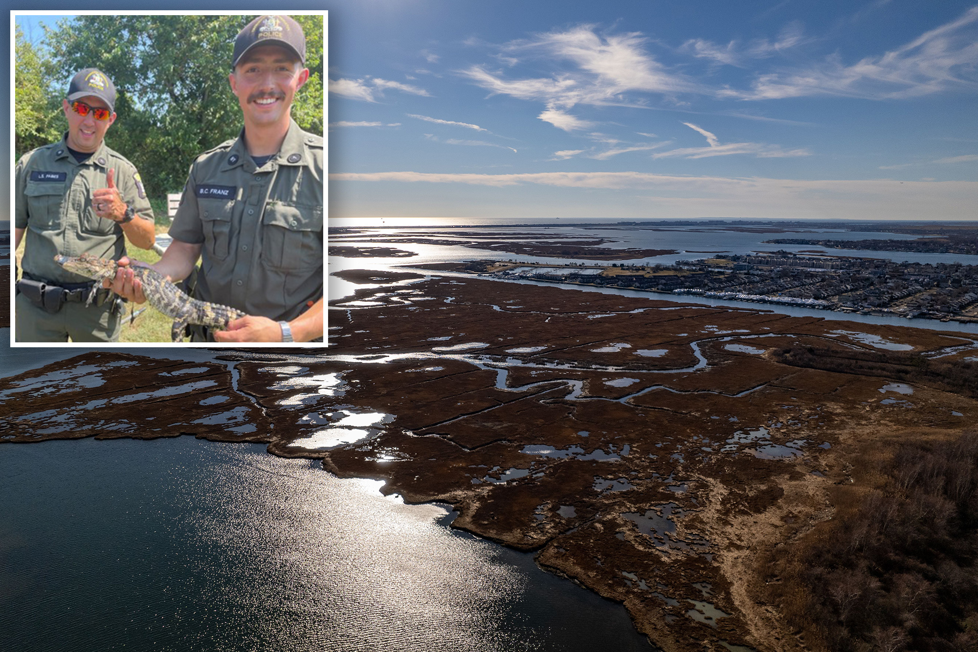 Gator-aid : Alligator discovered in Long Island pond as dangerous trend ...