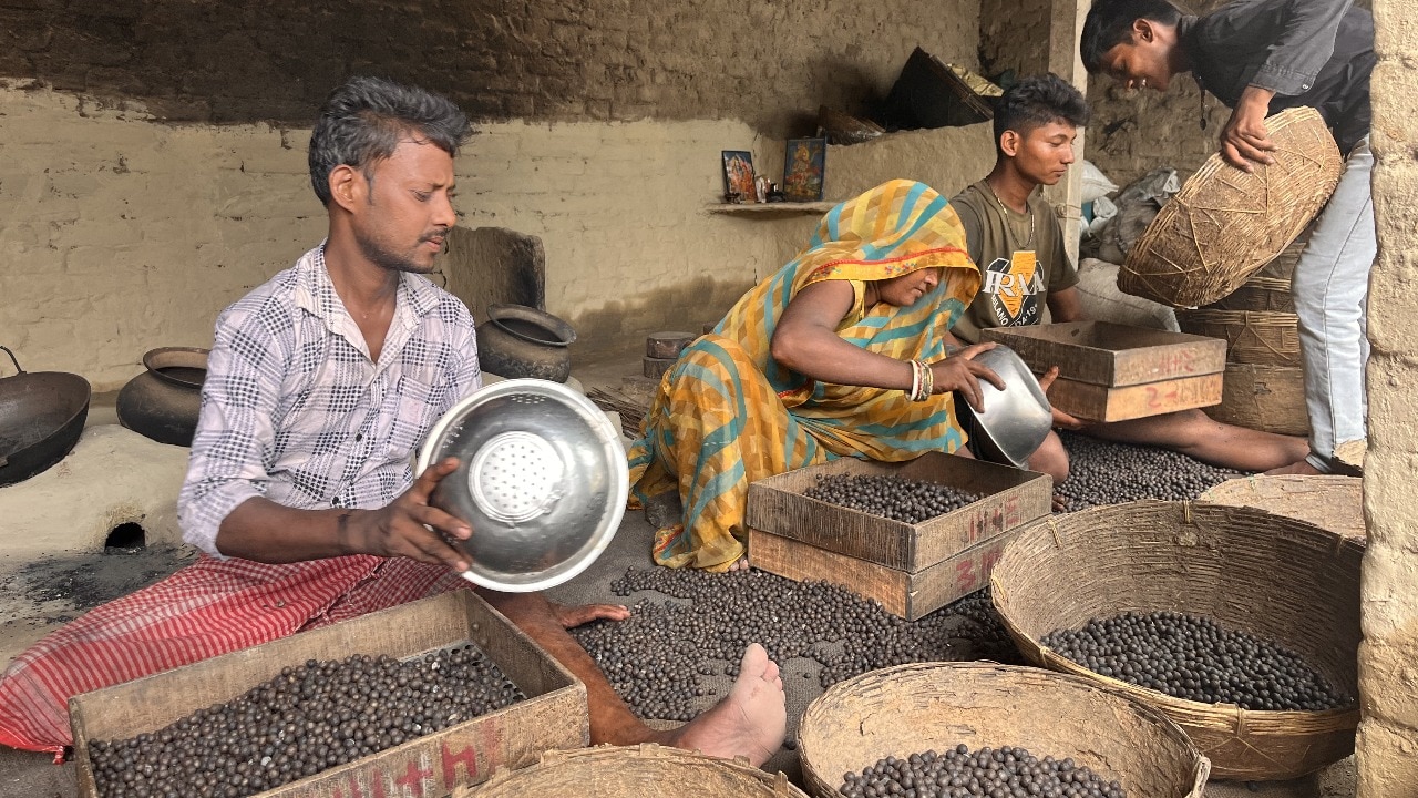 Bihar's makhana turns poll plank: Are farmers getting their due ...