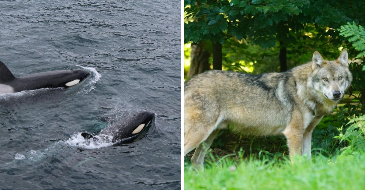 Largest Predators In Canada