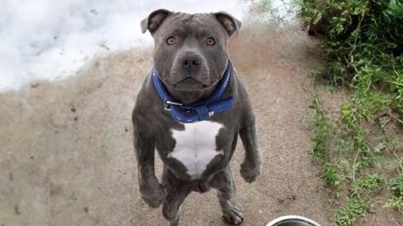 Dogs who give zero effort and still steal the show