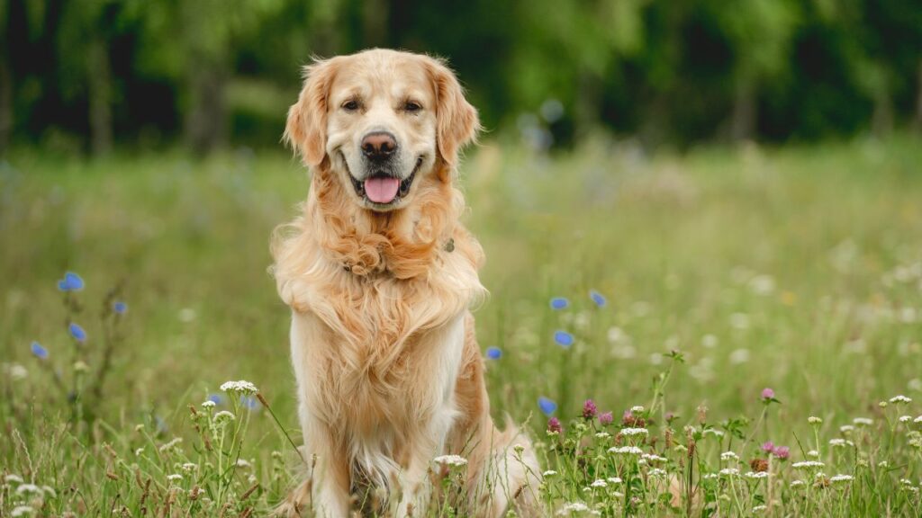 Hunting dogs best suited for beginners learning the ropes