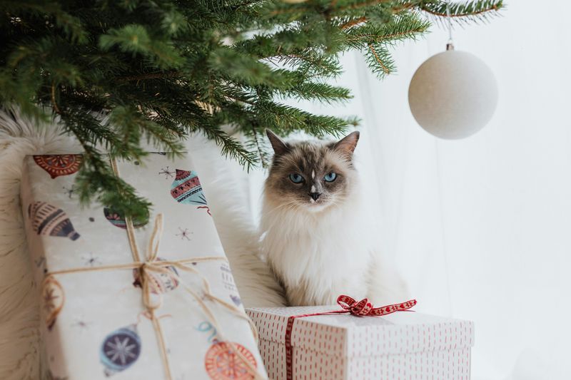 These Cat Breeds Prefer Human Company Over Other Cats