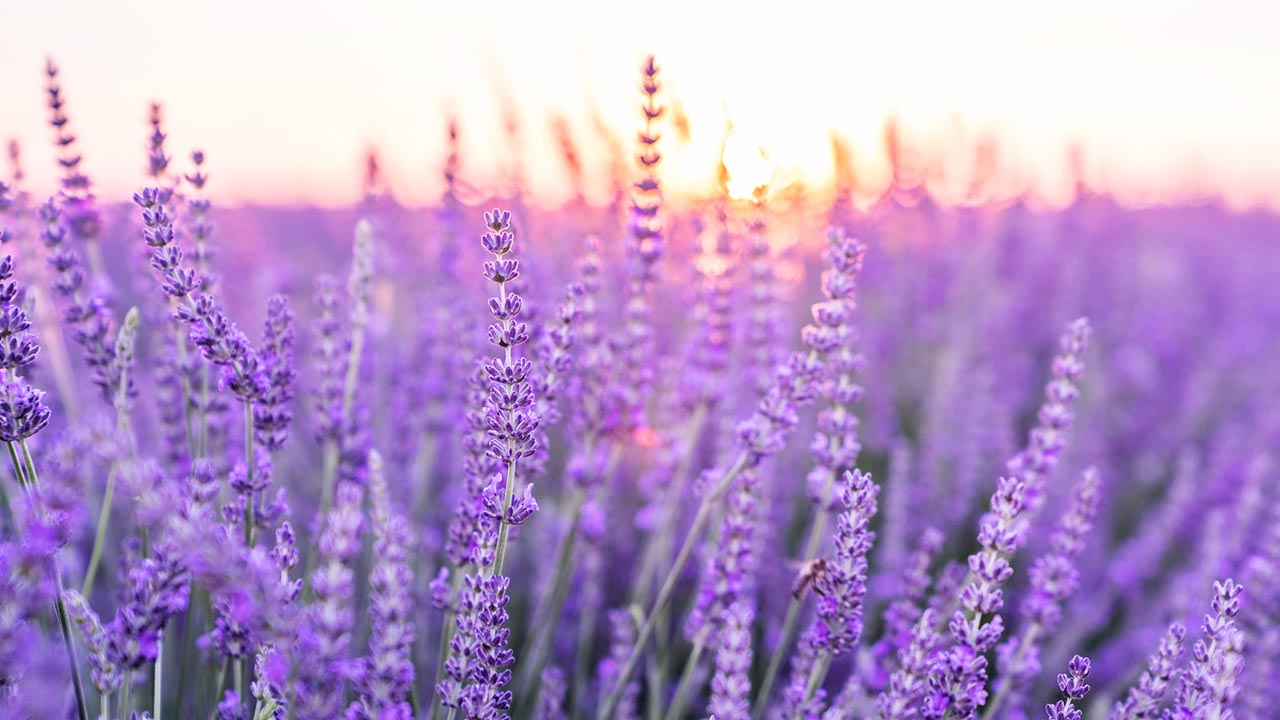 6 Tips on How to Grow A Lush Lavender Garden