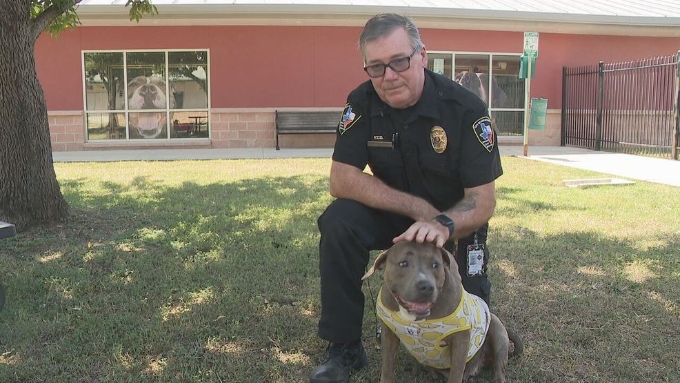 Rescue dog reunited with ACS officer one year after saving her